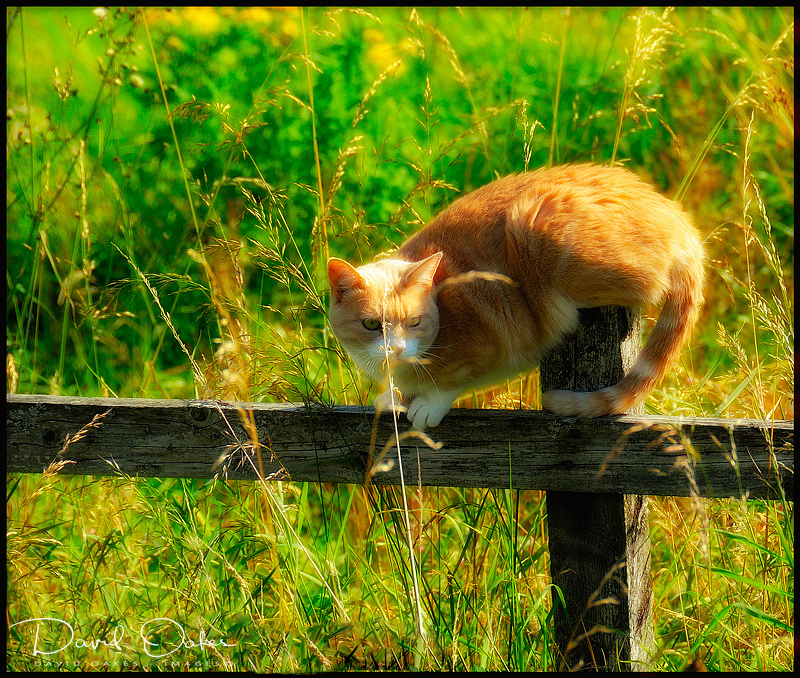 Flippant Friday …..A Tiger on the Fence – DAVID OAKES – IMAGES.