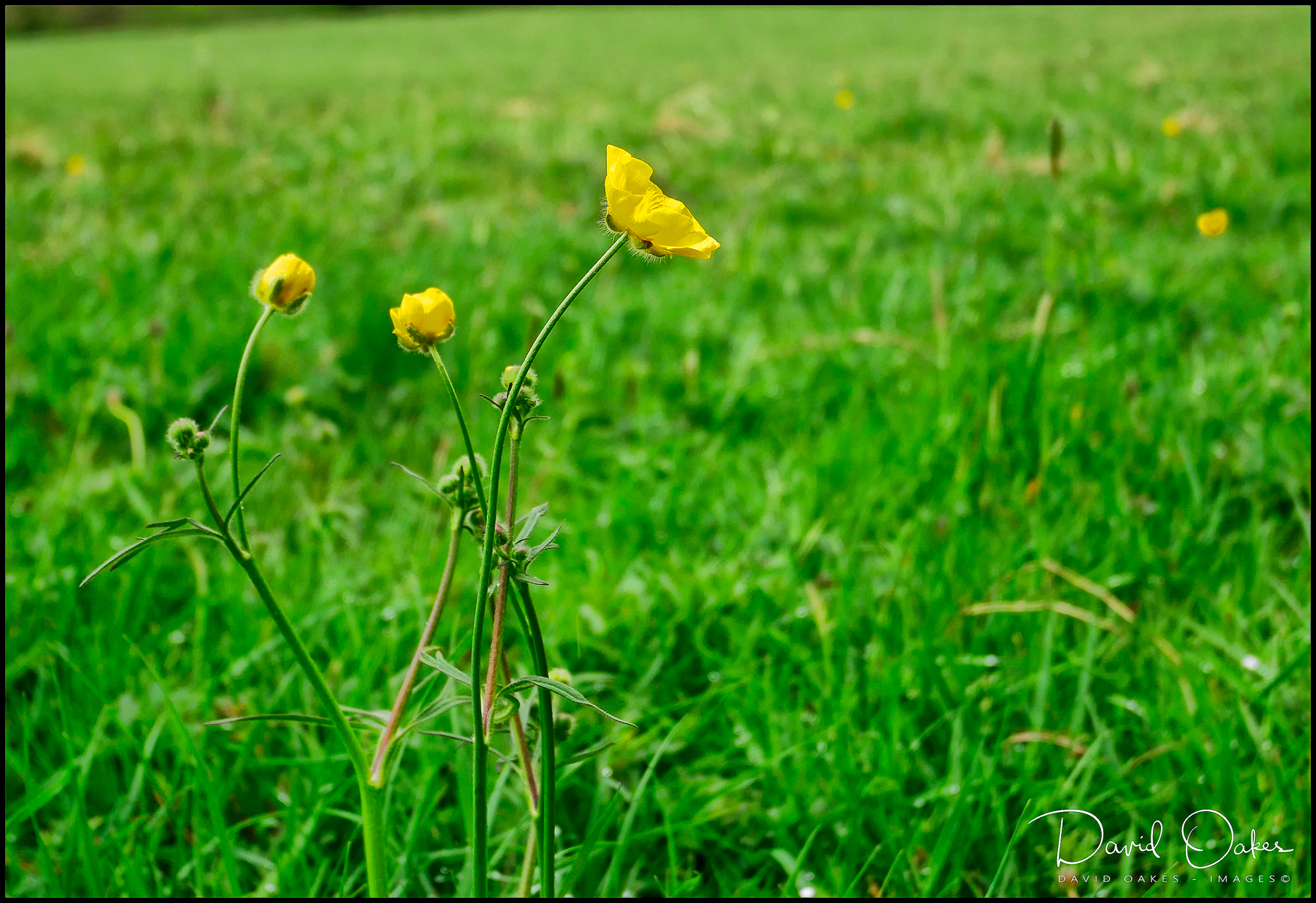 Dark but lush…the last day of April – DAVID OAKES – IMAGES.