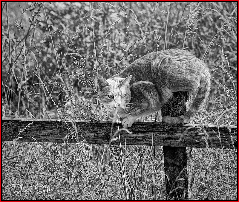 Easdale Lumig – DAVID OAKES – IMAGES.