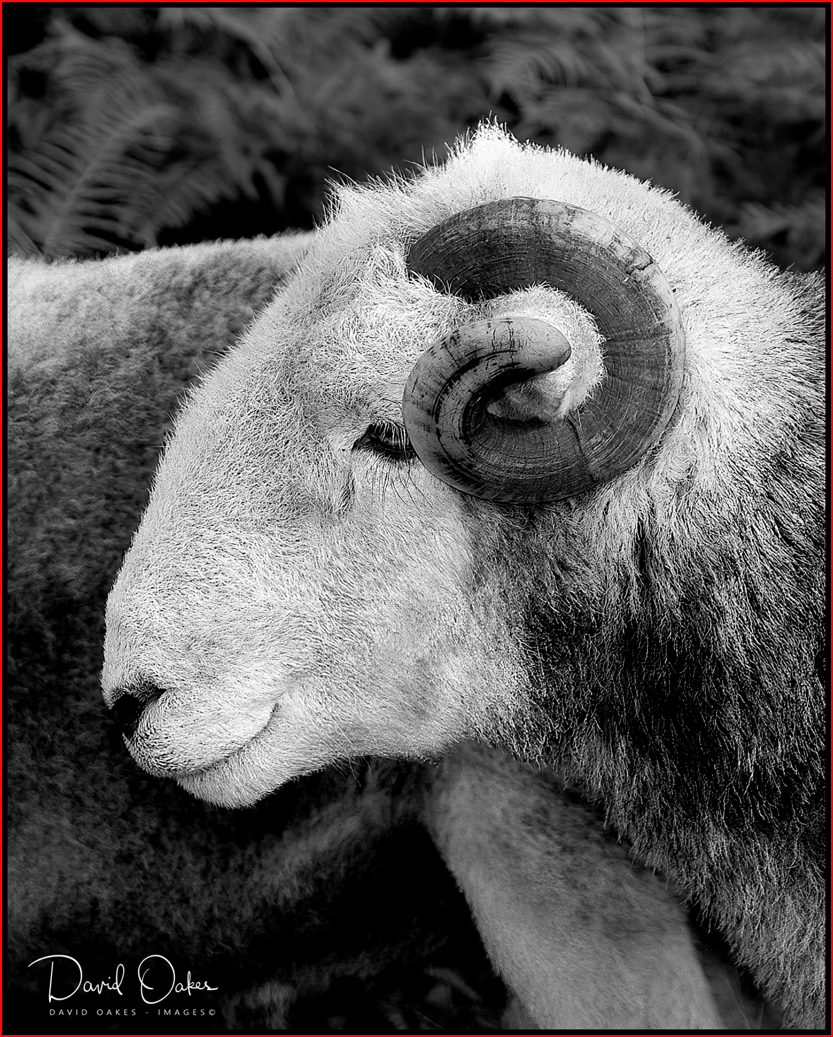 Herdwick-Ram – DAVID OAKES – IMAGES.
