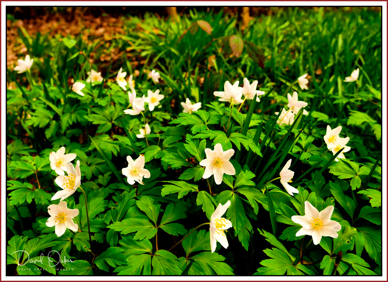 Another Spring Indicator…. – DAVID OAKES – IMAGES.