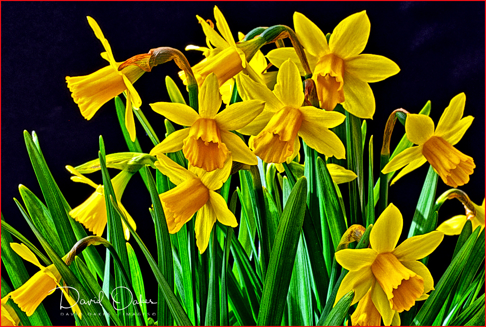 Easter, Daffodils, a Poet and a Church – DAVID OAKES – IMAGES.