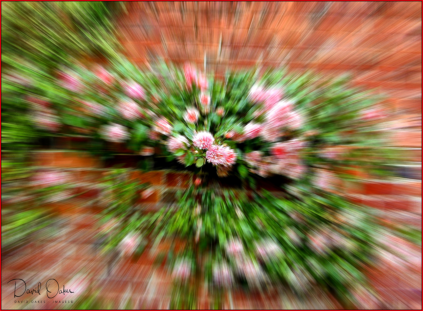 June is Busting Out…… – DAVID OAKES – IMAGES.