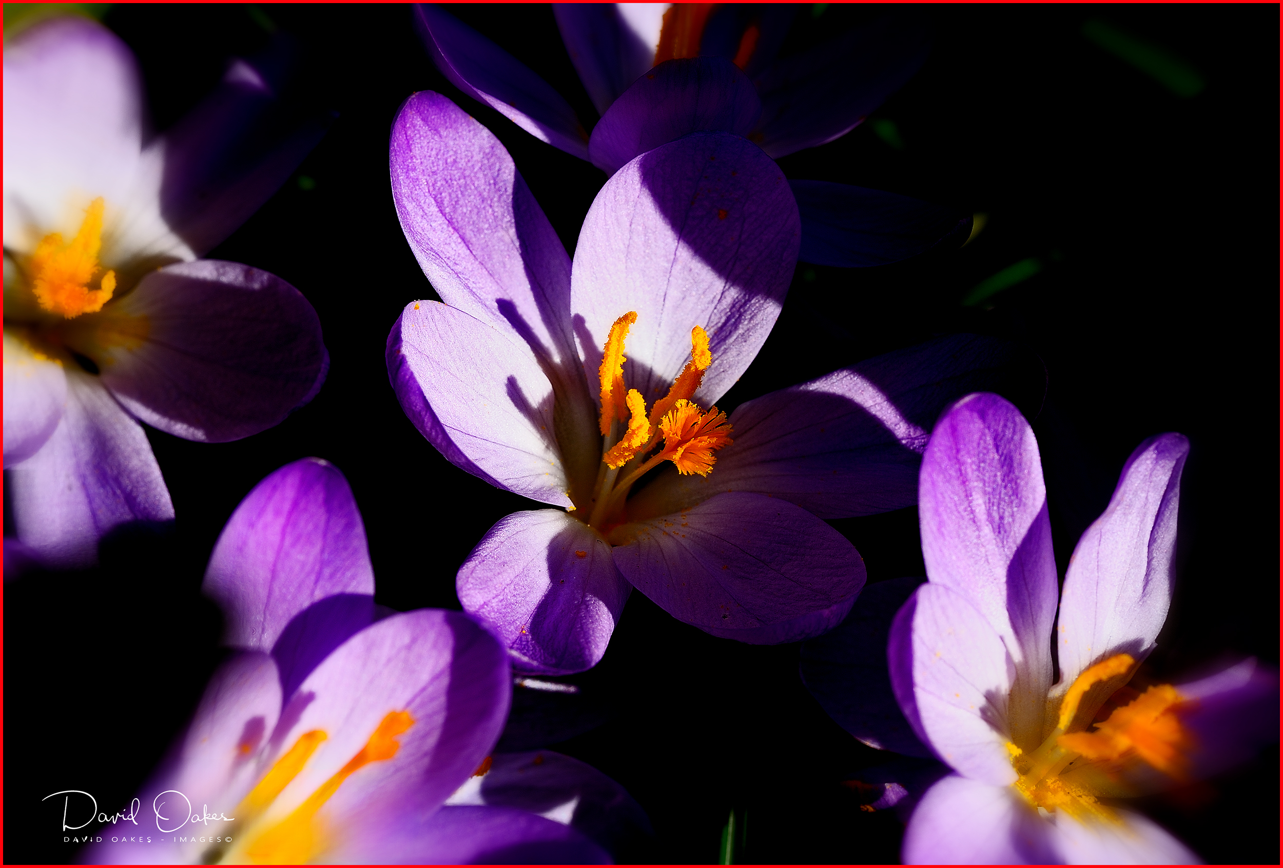 Spring-Crocus – DAVID OAKES – IMAGES.