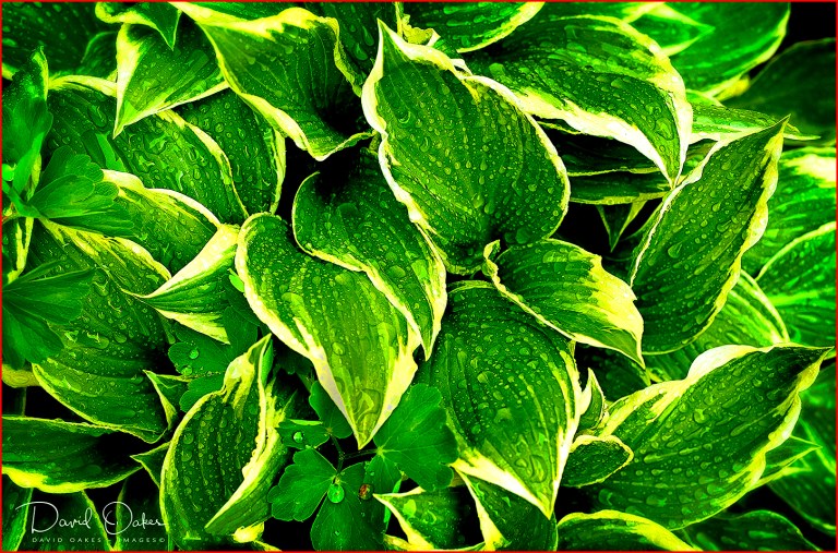 The Hosta have arrived… – DAVID OAKES – IMAGES.